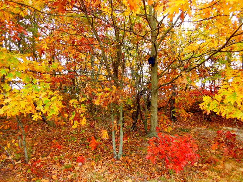 Fall Foliage, Massachusetts, USA Stock Image - Image of fall, thicket ...