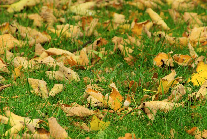 Fall foliage on meadow stock image. Image of park, fall - 11491783