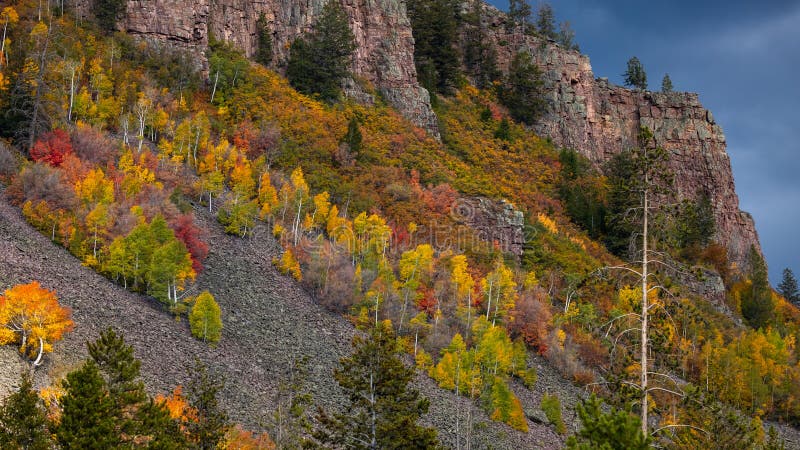 Fall Foliage on Mountain Slopes in Uinta Wasatch Cache National Forest ...