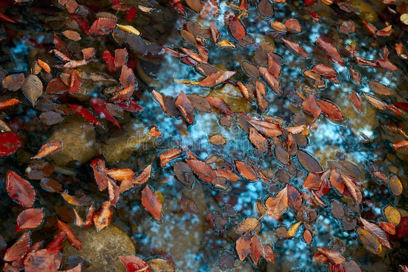 Fall Foliage in a Mountain Stream Stock Photo - Image of environment ...