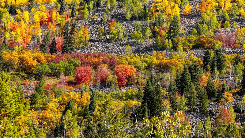 Fall Foliage on the Mountains of Wasatch Cache National Forest, Utah ...