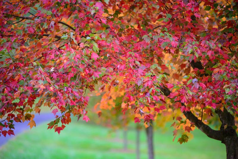 Fall foliage stock photo. Image of fall, color, outdoors - 53246204