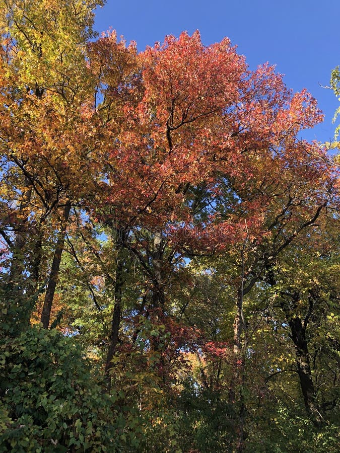 Fall Foliage in October at Palisades Interstate Park in New Jersey ...