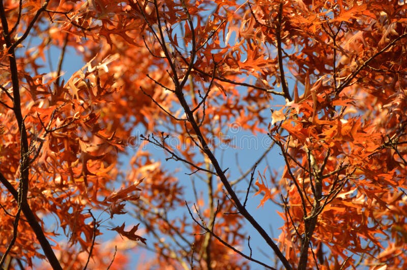 Orange foliage in treetops stock image. Image of fall - 61535405