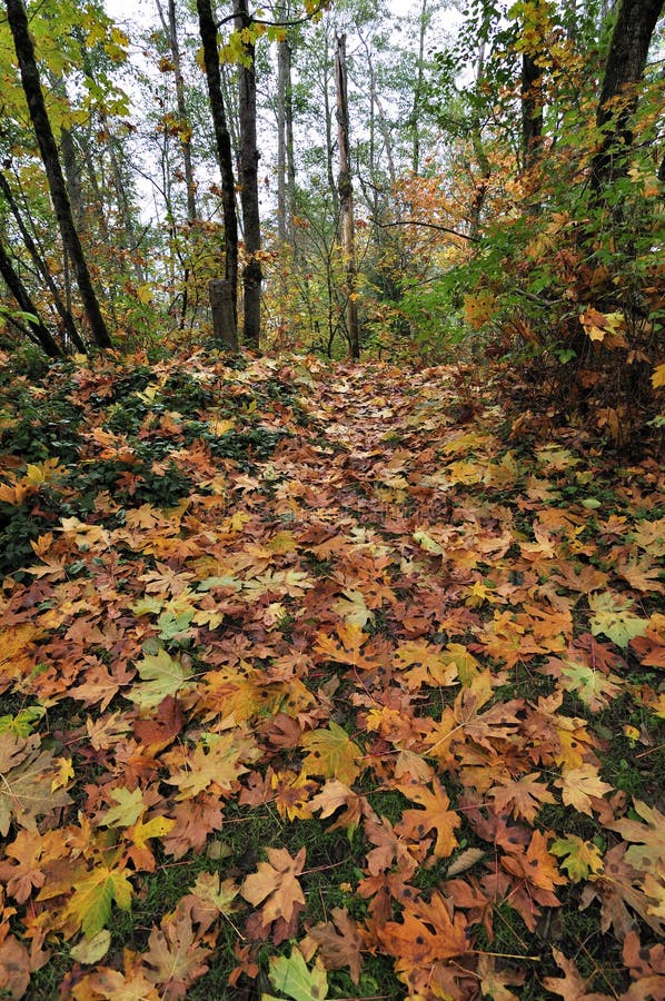 Fall foliage on the path stock photo. Image of recreation - 28110504