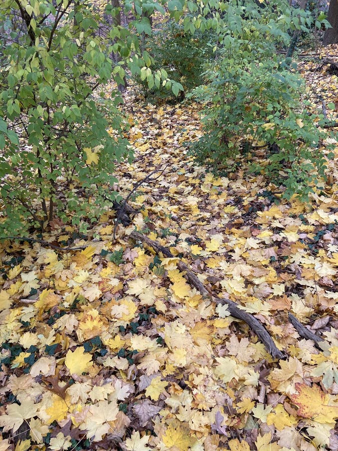 Fall Foliage Path through the Forest in November in Autumn Stock Image ...