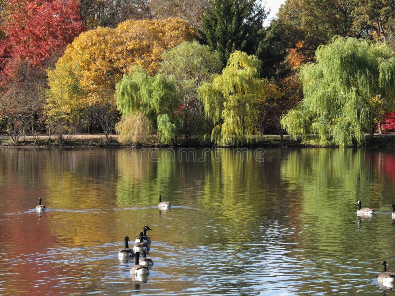 Duck Pond stock image. Image of autumn, time, geese, duck - 370627