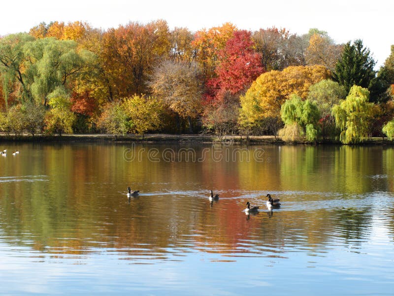Fall Foliage and Pond stock image. Image of foliage, leaves - 14076657