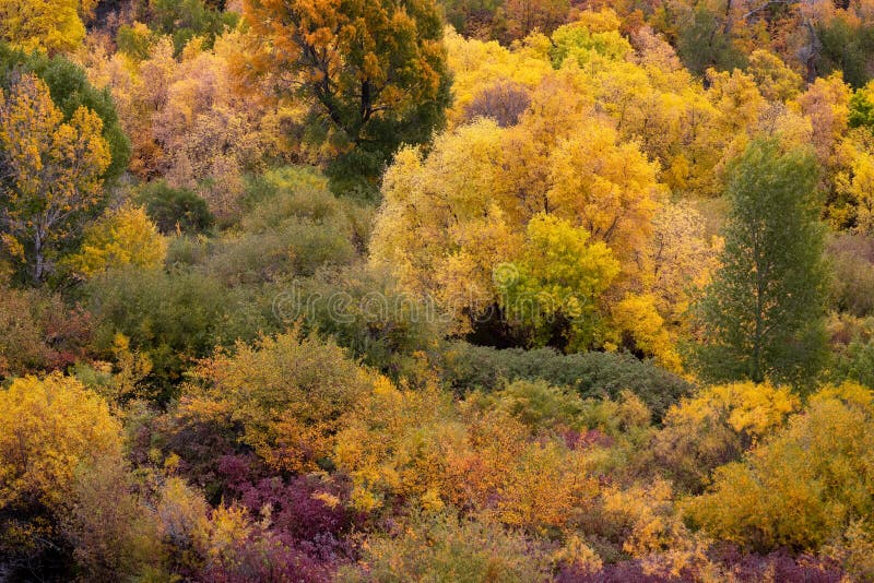Fall Foliage at Provo Canyon in Utah Stock Image - Image of nature ...