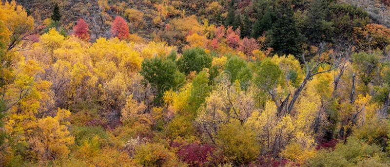 Fall Foliage at Provo Canyon in Utah Stock Photo - Image of canyon ...