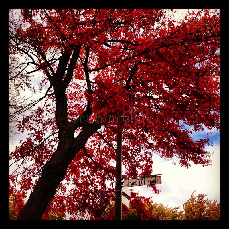Fall foliage red tree stock image. Image of fall, tree - 73753575
