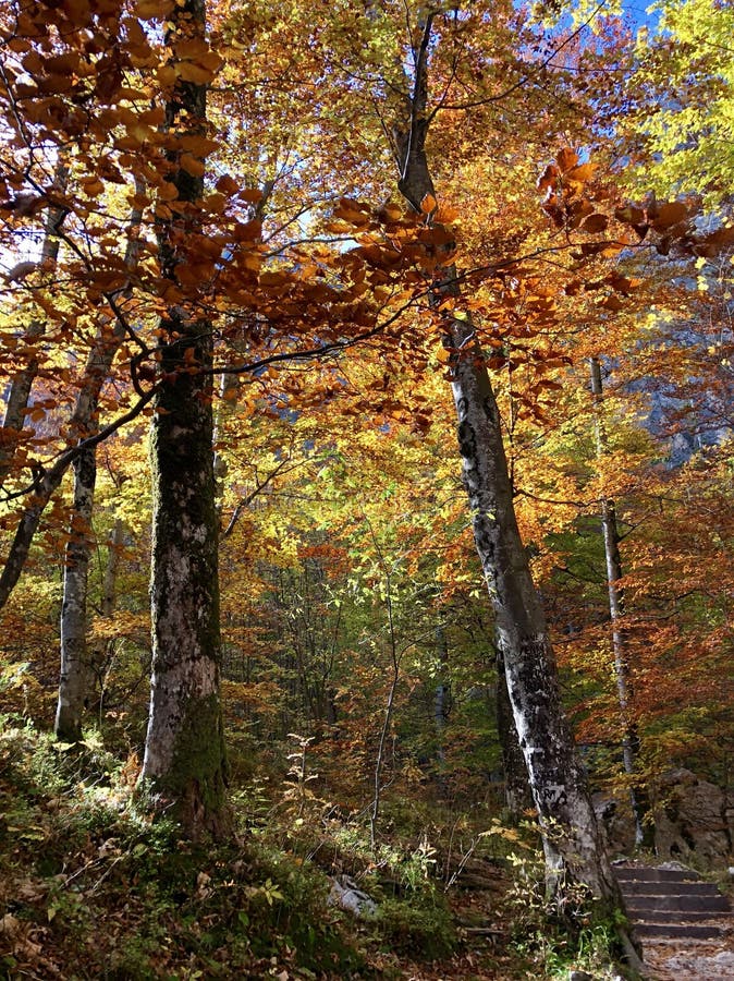 Fall foliage stock image. Image of fall, nature, leaves - 109175015