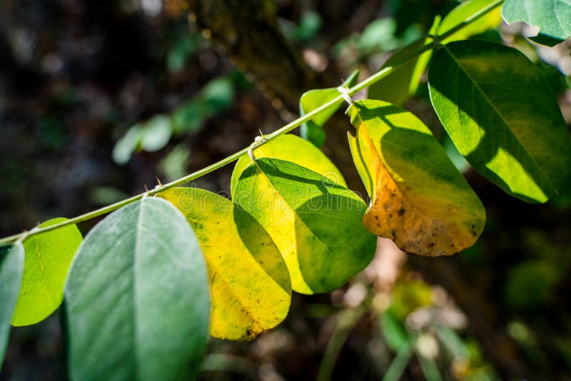 Fall Color Change in the Sandias Stock Image - Image of placitas ... Fall Color Change in the Sandias Stock Image - Image of placitas ...