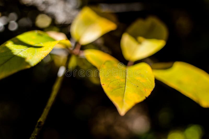 Fall Color Change in the Sandias Stock Photo - Image of range, flower ... Fall Color Change in the Sandias Stock Photo - Image of range, flower ...