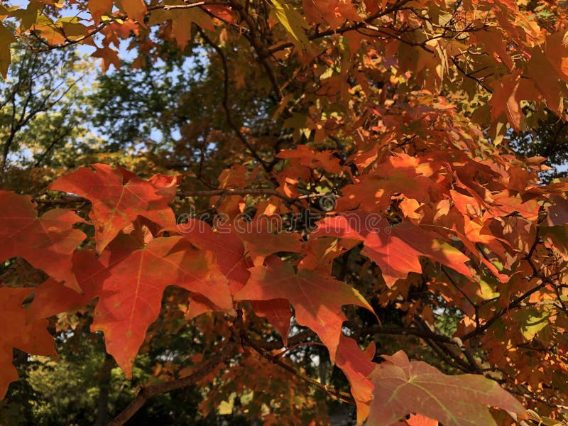 Fall Foliage during Second Week of October at Central Park in Manhattan ...