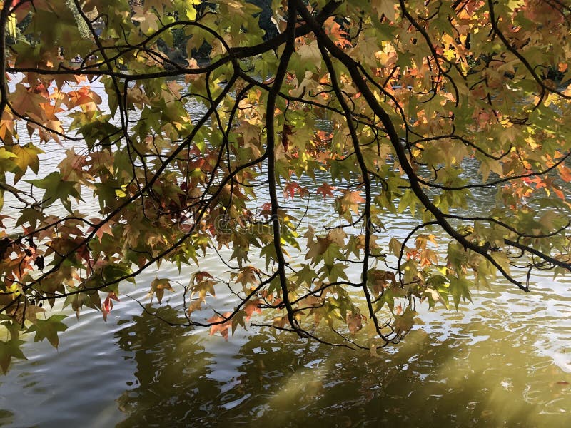 Fall Foliage during Second Week of October at Central Park in Manhattan ...