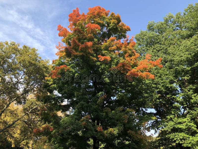 Fall Foliage during Second Week of October at Central Park in Manhattan ...