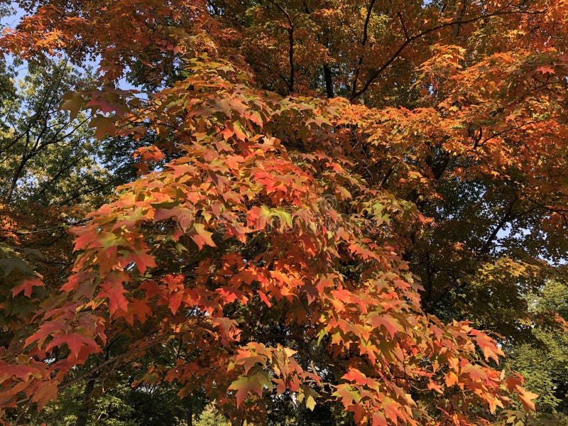 Fall Foliage during Second Week of October at Central Park in Manhattan ...