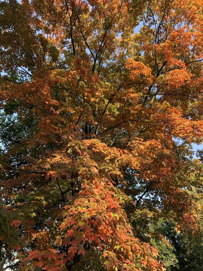Fall Foliage during Second Week of October at Central Park in Manhattan ...