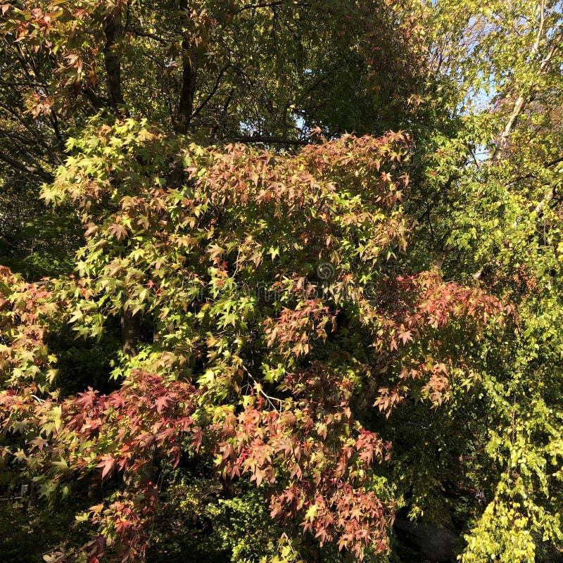 Fall Foliage during Second Week of October at Central Park in Manhattan ...