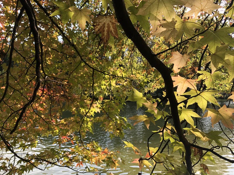Fall Foliage during Second Week of October at Central Park in Manhattan ...