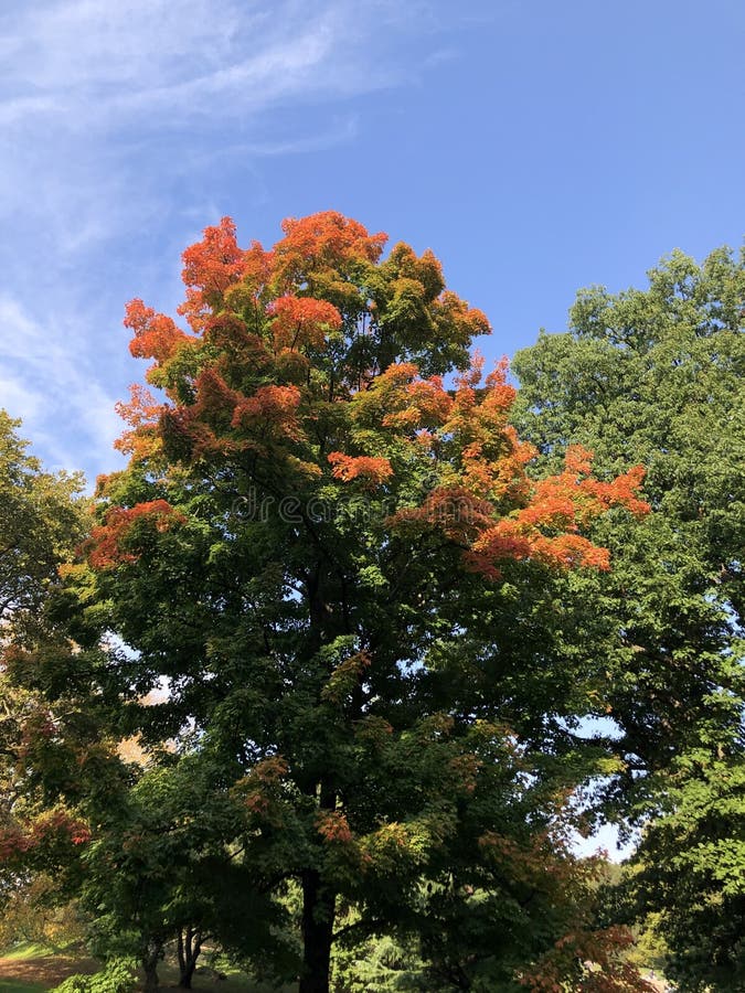Fall Foliage during Second Week of October at Central Park in Manhattan ...