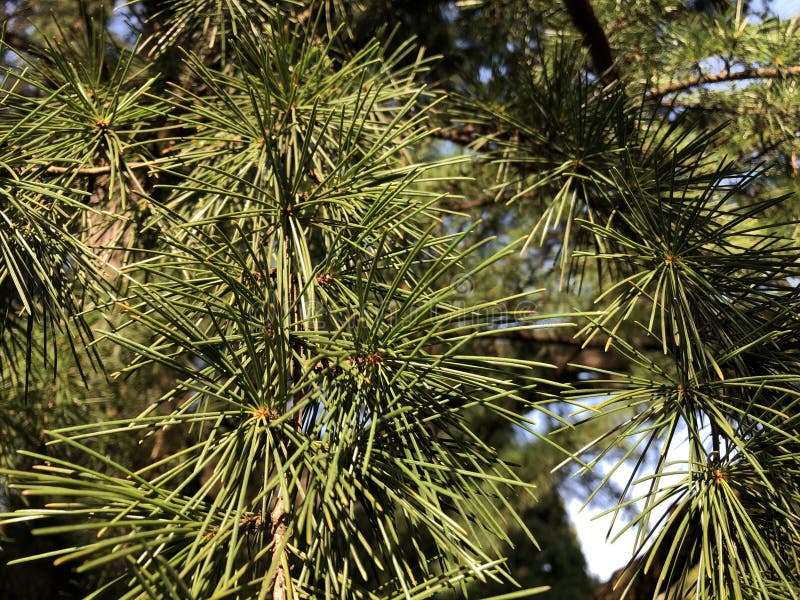 Fall Foliage during Second Week of October at Central Park in Manhattan ...
