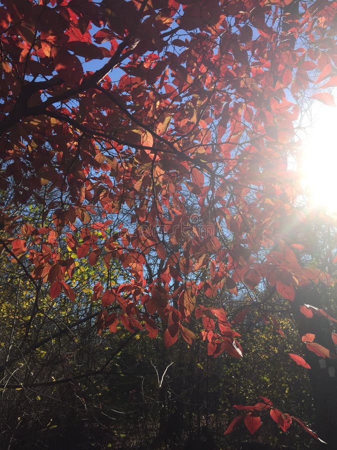 Fall foliage stock image. Image of holiday, green, leave - 46900113