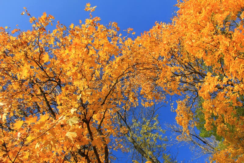 Fall foliage seven stock image. Image of sunlight, selective - 129297197