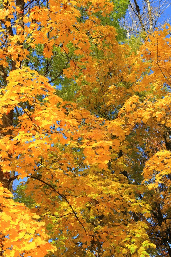 Fall foliage six stock image. Image of sunlight, seasonal - 129297279