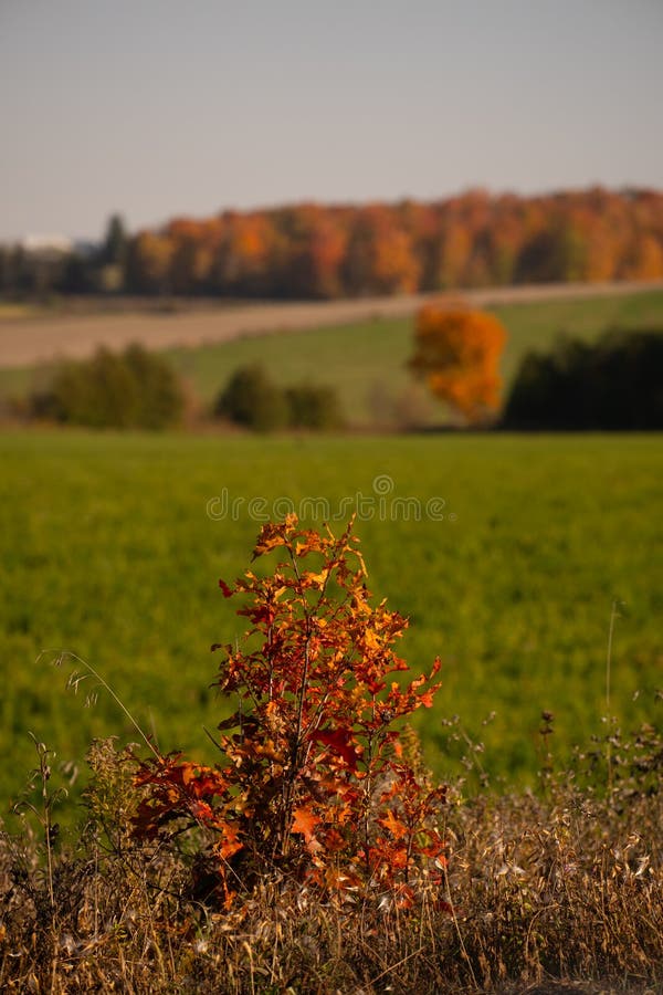 Fall Foliage on a Small Tree in the Foreground of a Countryside Scenic ...