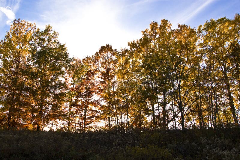 Fall Foliage through Sunlight Near Sunset Stock Image - Image of ...