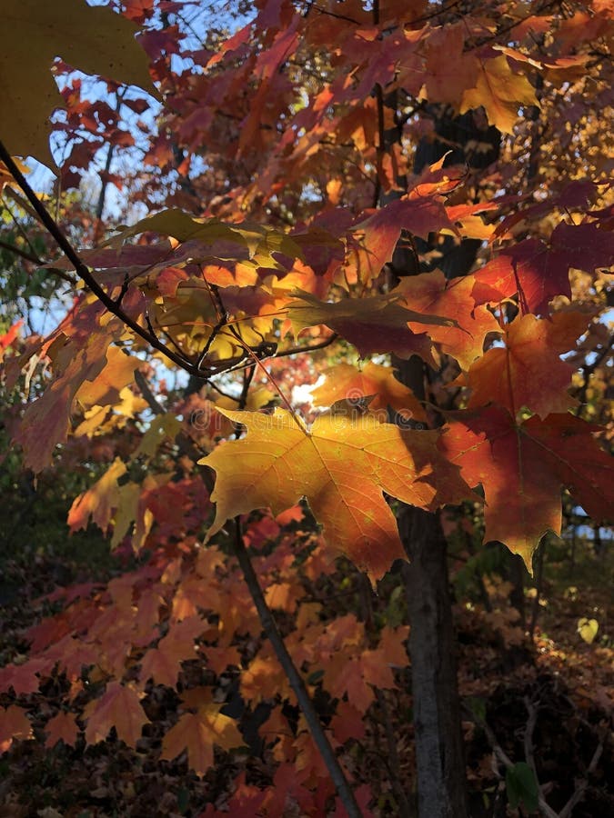 Fall Foliage before Sunset in October at Palisades Interstate Park in ...