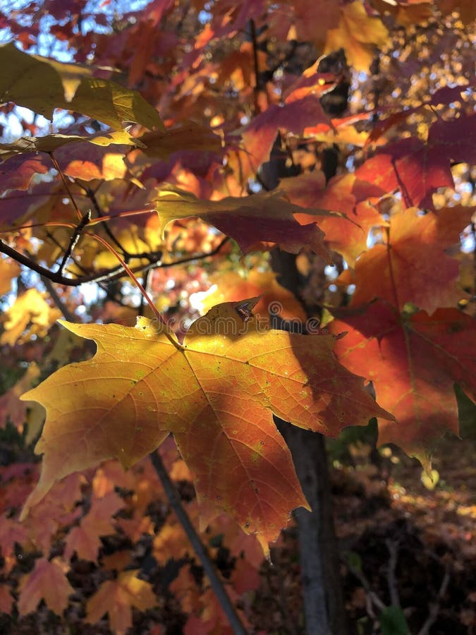 Fall Foliage before Sunset in October at Palisades Interstate Park in ...