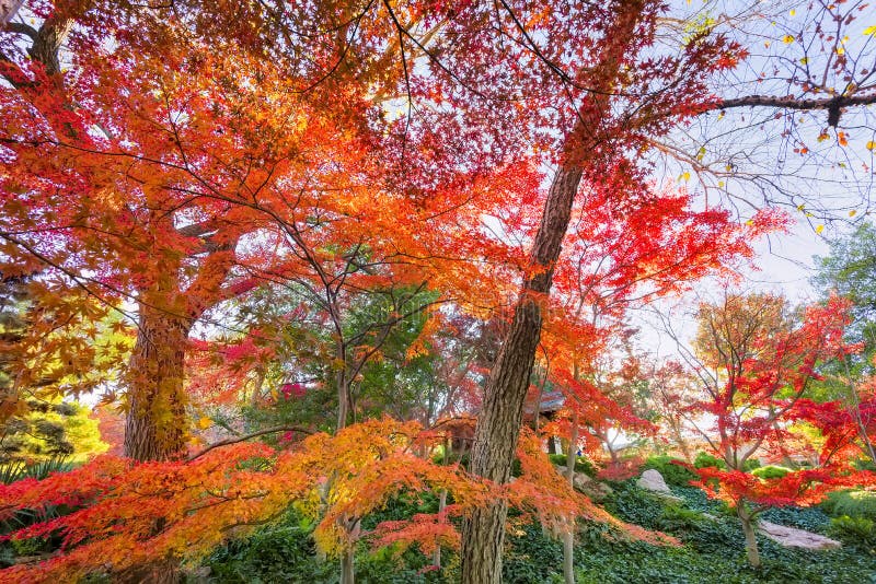 Fall Foliage in Texas stock image. Image of worth, clear - 36003173