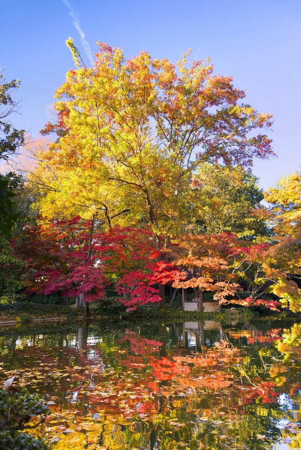 Fall Foliage in Texas stock image. Image of worth, clear - 36003173