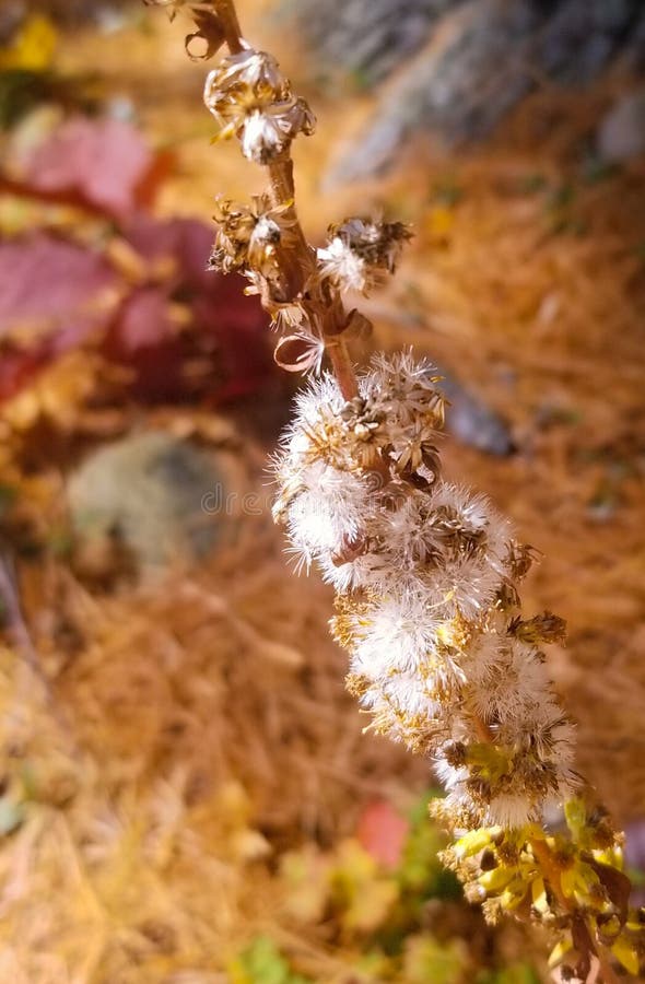 Fall foliage thistle stock image. Image of orange, foliage - 162337879