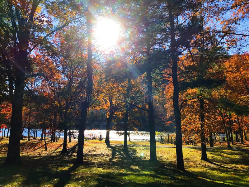 Fall Foliage, Tree, Nature in Bear Mountain Stock Image - Image of bear ...