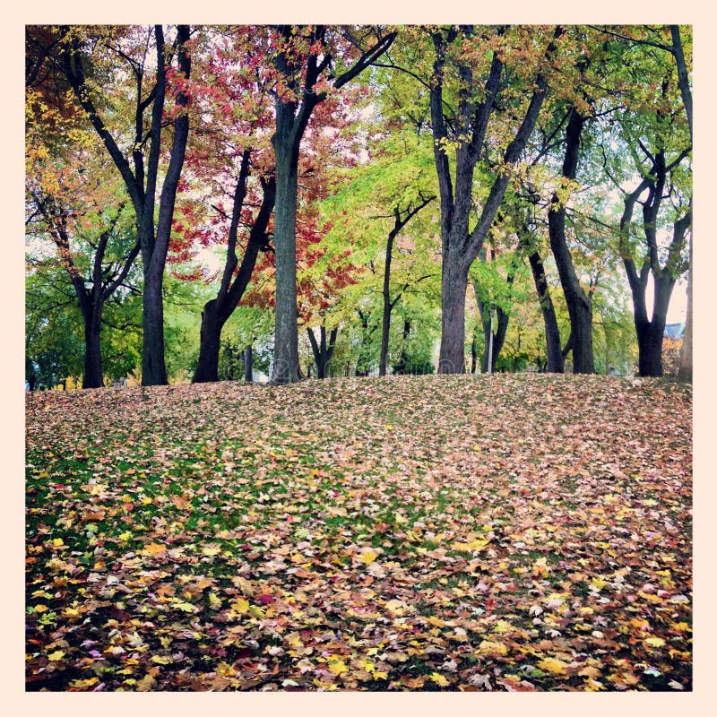 Fall foliage tree park stock image. Image of tree, park - 73753585