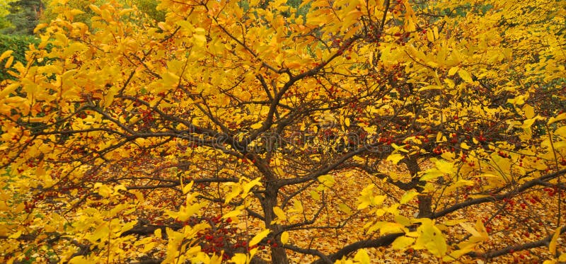 Fall foliage stock image. Image of forest, colours, cereal - 123941473