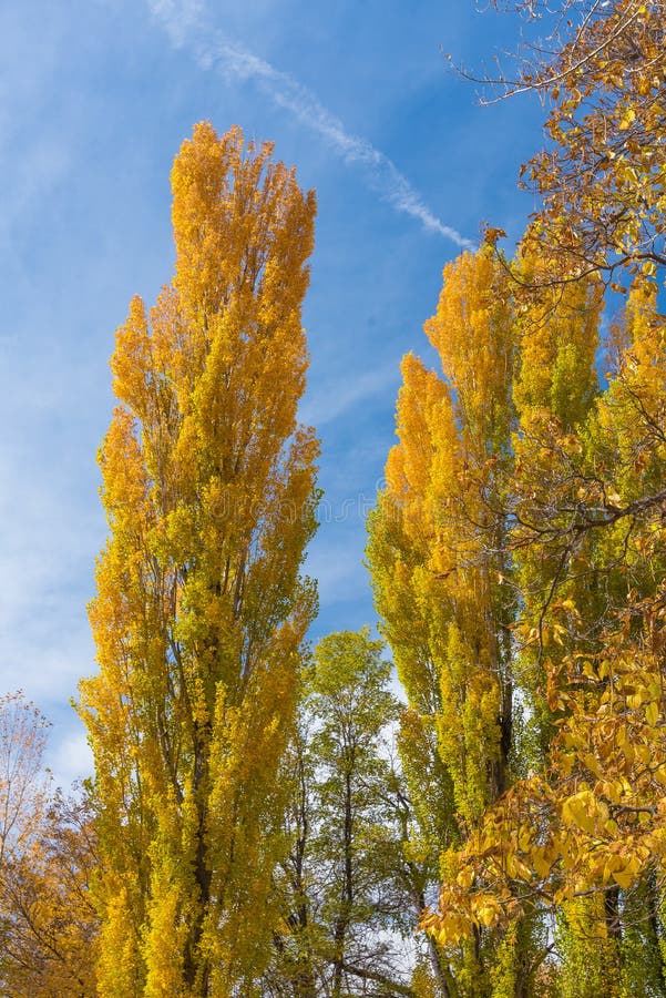 Fall foliage in Utah stock image. Image of leaves, road - 94340107