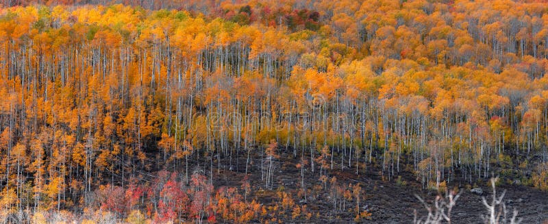 Fall Foliage at Wasatch Mountain State Park in Utah Stock Image - Image ...