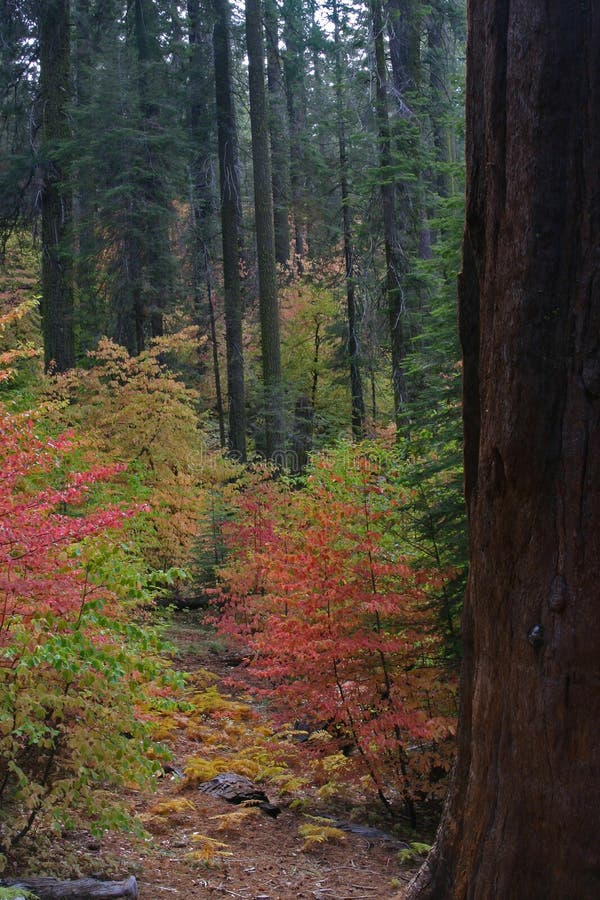 Redwood forest stock image. Image of dark, seasonal, colorful - 5646319