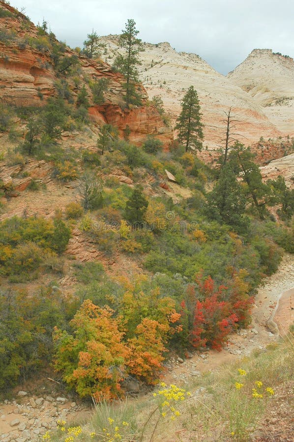 Fall Foliage, Zion stock photo. Image of colors, desert - 8419244