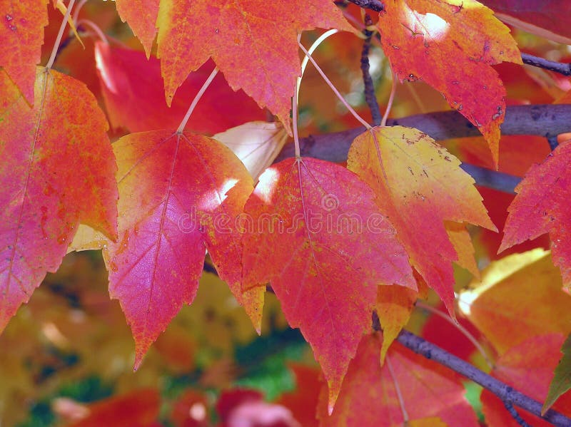 Beautiful Girl in the Autumn Fall Stock Image - Image of adorable ...