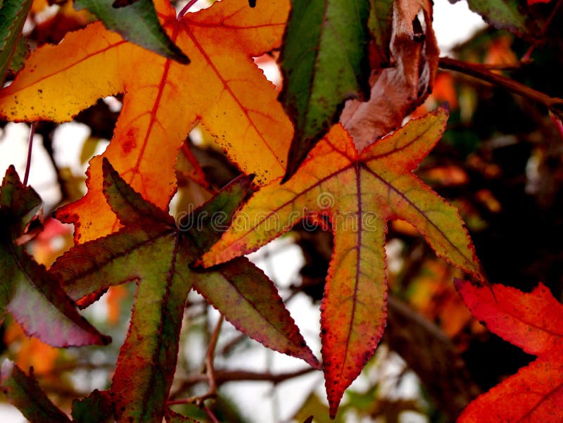 Fall Folliage of Maple Leaves in November. Bright and Colorful L Stock ...