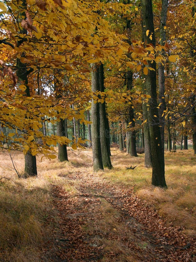 Path in forrest stock photo. Image of tree, road, green - 17347562