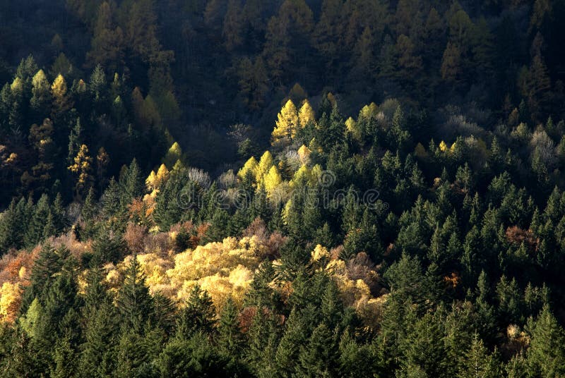 Fall forest stock image. Image of colorful, green, autumn - 11661497