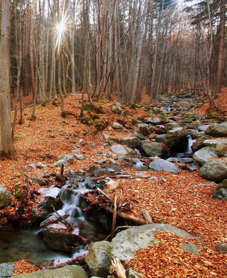 Fall forest stock photo. Image of mountain, landscape - 22301784