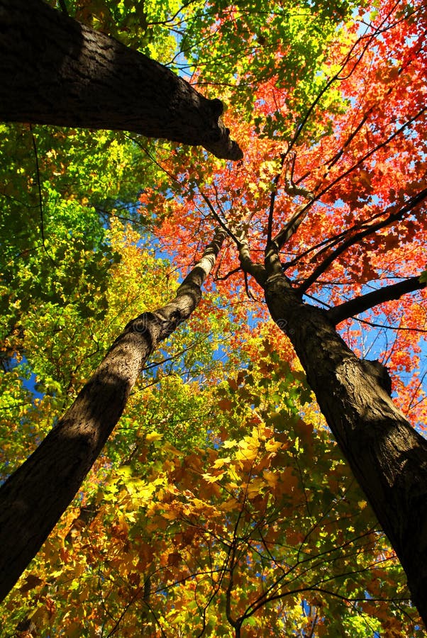 Fall forest stock image. Image of colors, grow, forest - 3359685